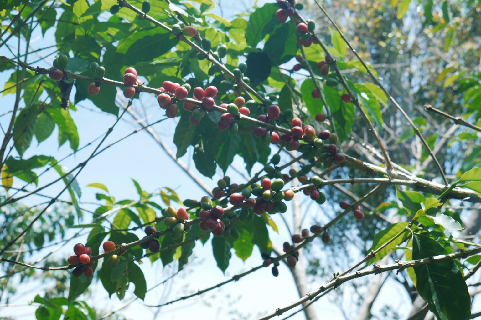 Lampung Robusta Coffee : A Typical Taste of Rice Fields – Indonesian Coffee